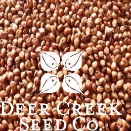 Egyptian Wheat (Treated) | Seeds | Deer Creek Seed