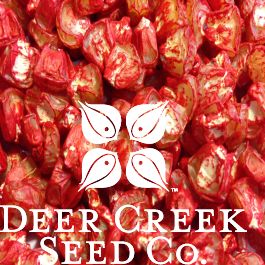 Deer Candy Sweet Corn (Treated) | Seeds | Deer Creek Seed