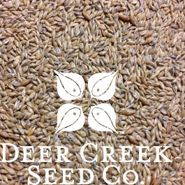 Forestburg Switchgrass | Seeds | Deer Creek Seed