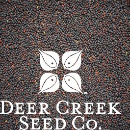 Winfred Forage Brassica | Seeds | Deer Creek Seed