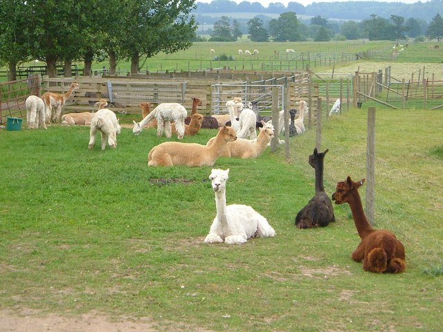 Forage Focus: Llamas & Alpacas | Tools & Guides | Deer Creek Seed